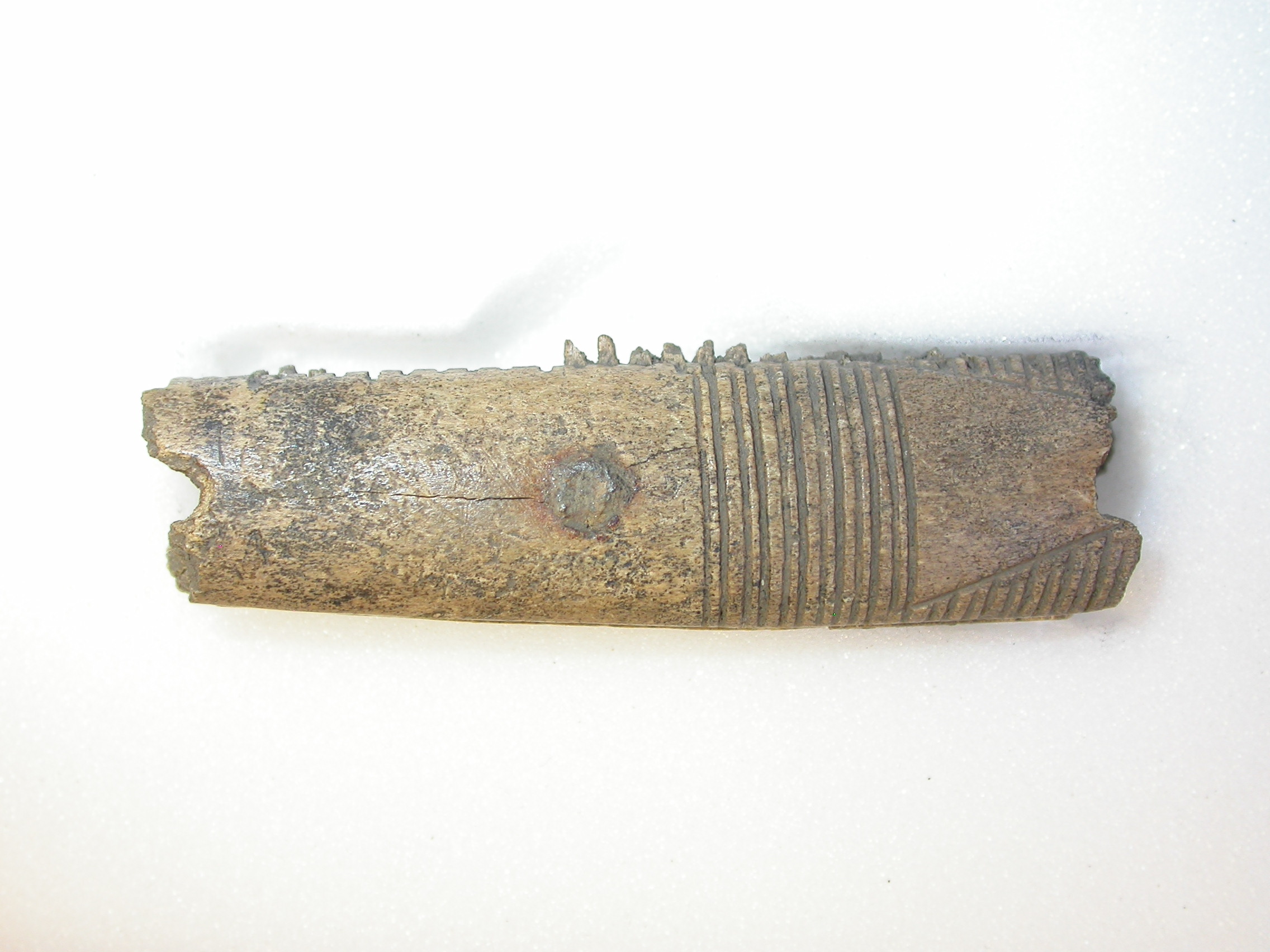 Antler Comb (1986-976) · Vikings in the East Midlands